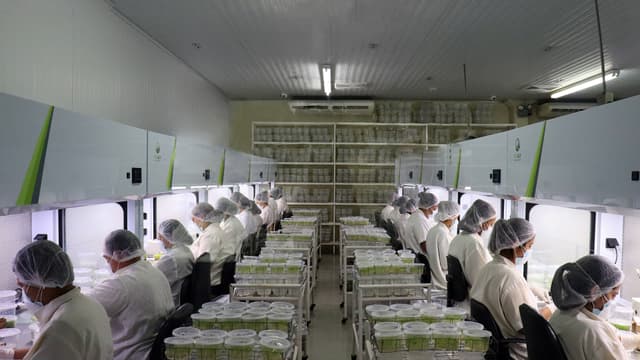 Galiltec - In-Vitro Plants & Innovative Agro Technology